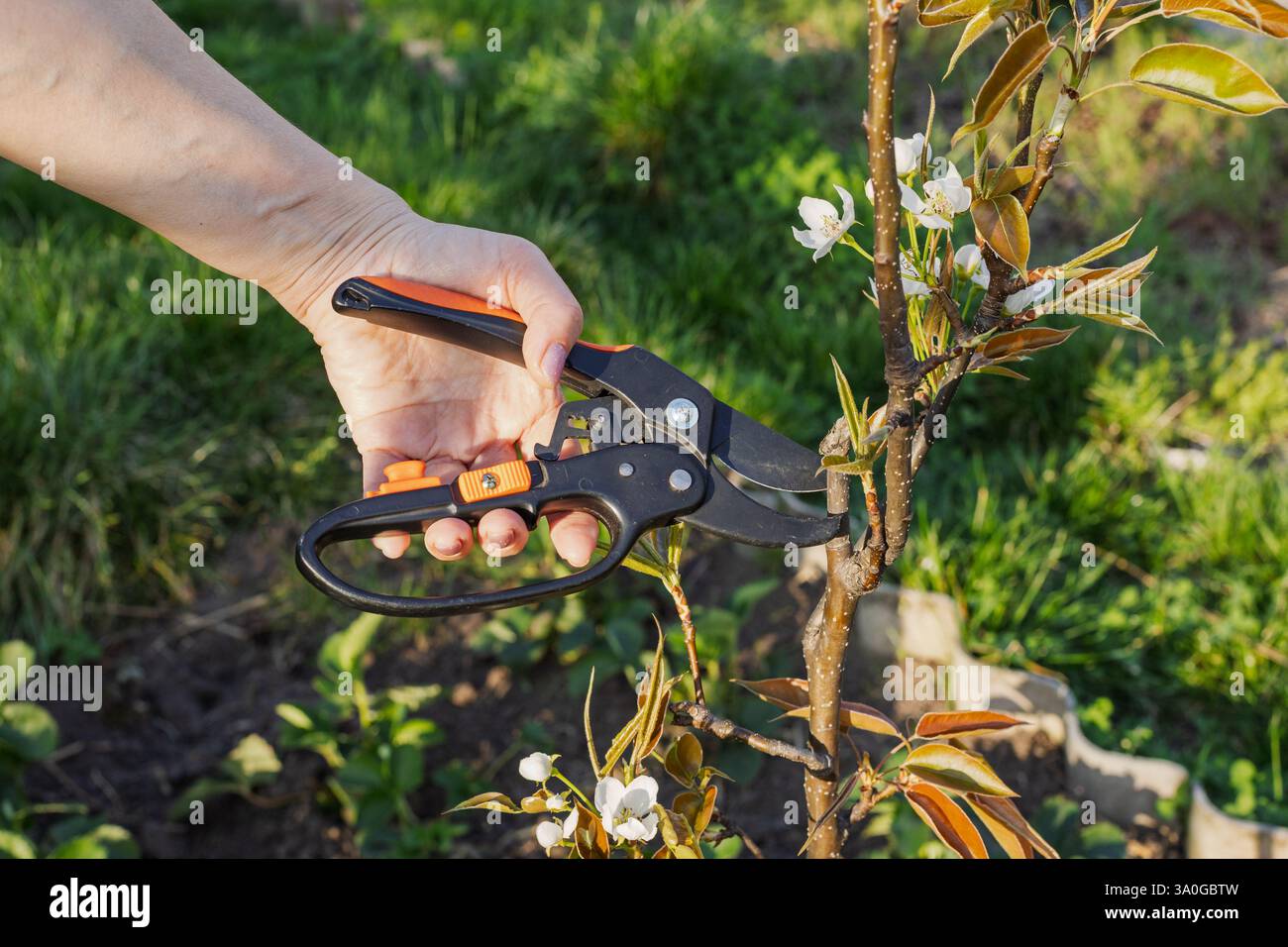 Farmer looks after the garden. Spring pruning of fruit trees. Woman ...