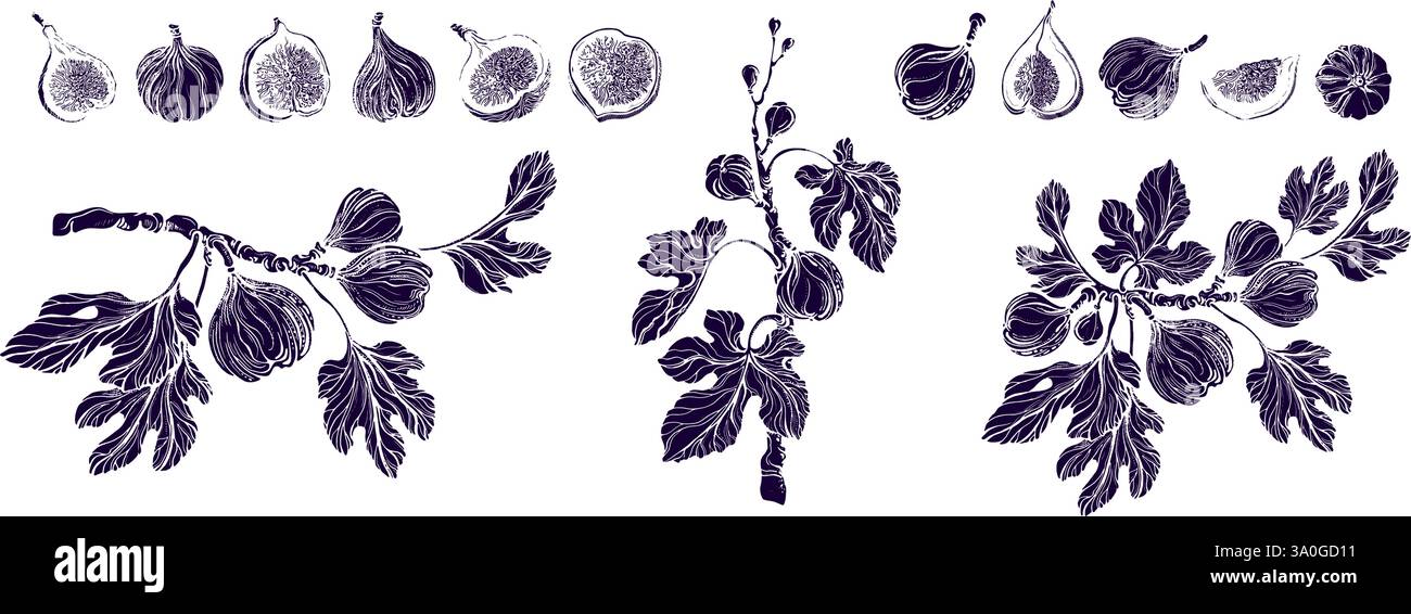 Figs grunge texture collection. Vector botanical branch, engraved fruit ...