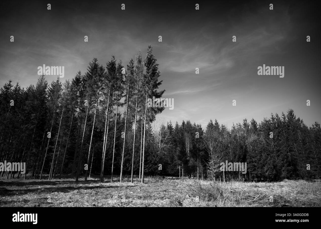 Spruce, spruce forest, black and white, Weiherwiesen nature reserve ...