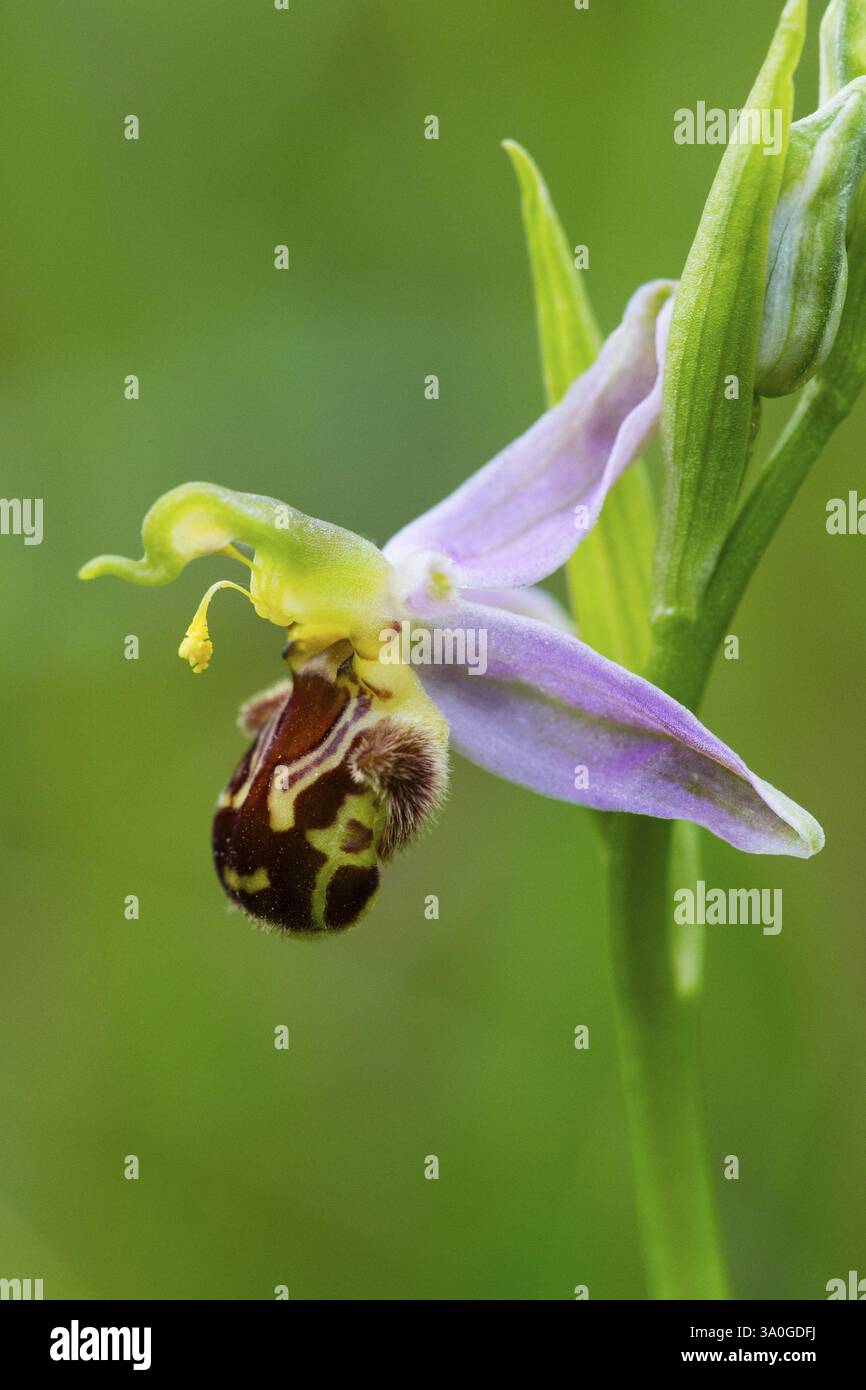 Bee Orchid (Ophrys apifera ssp.), a single flower, showing how it ...