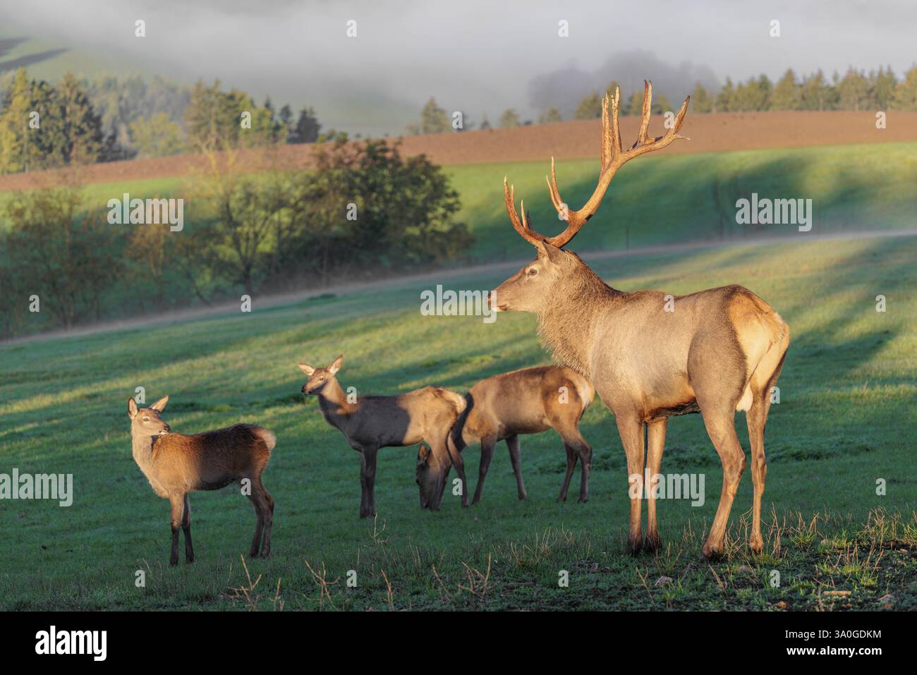 An Altai maral stag and some hinds, Altai wapiti or Altai elk (Cervus ...