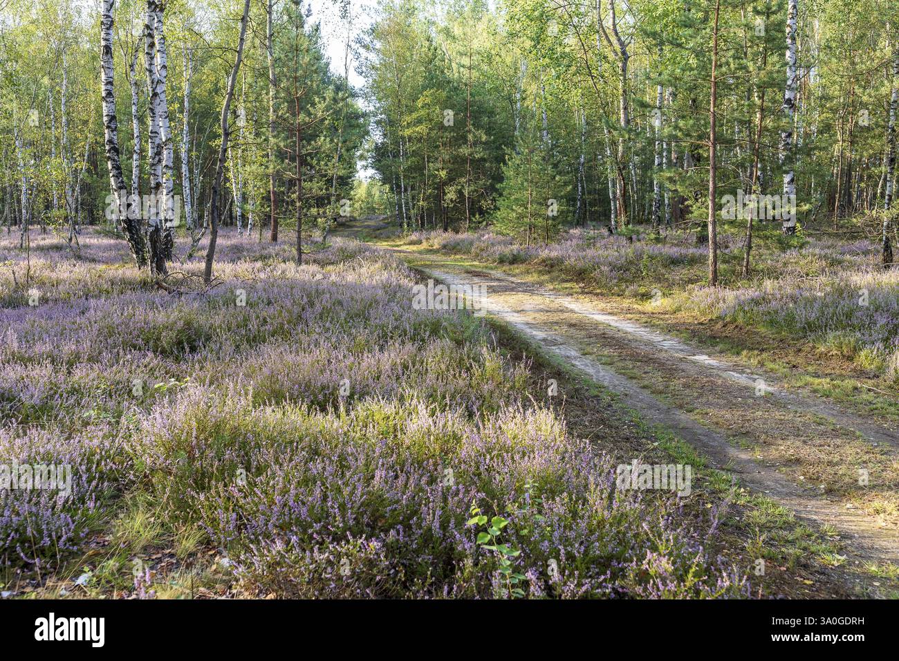 Path through the forest with broom heather (Calluna vulgaris) in bloom ...