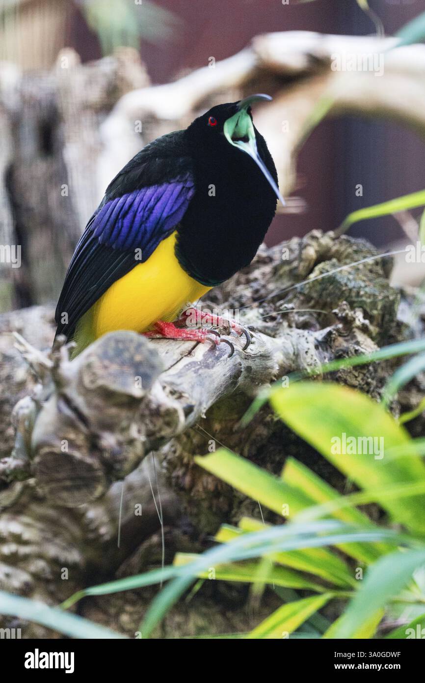 Twelve-wired bird-of-paradise (Seleucidis melanoleucus) adult male ...