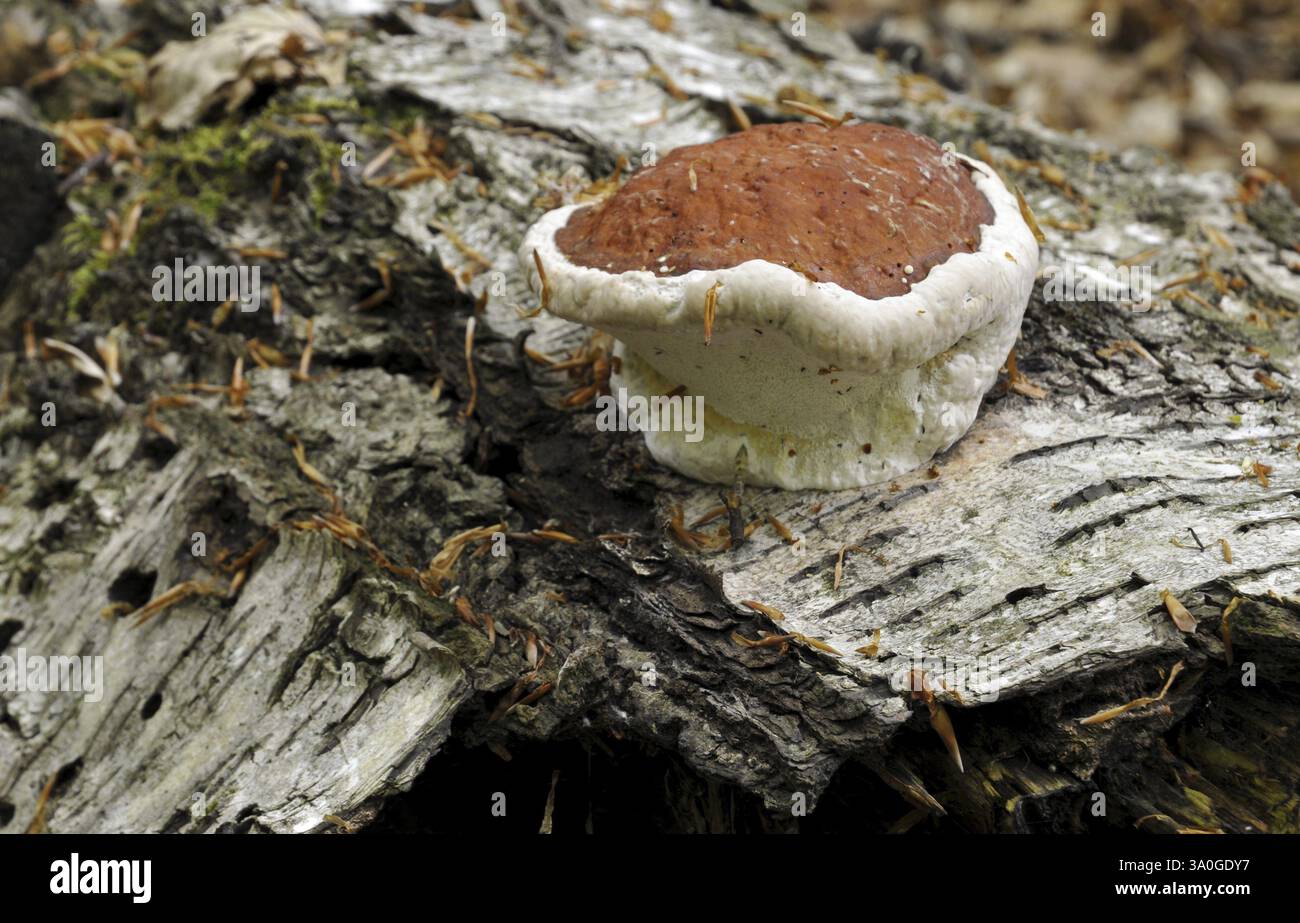 Tinder fungus, (Fomes fomentarius) Tree fungus on dead wood in ...