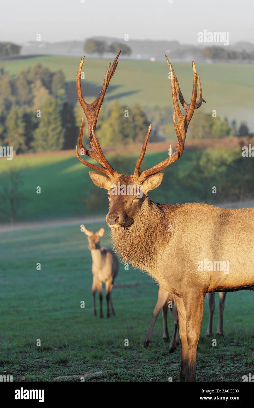 An Altai maral stag and some hinds, Altai wapiti or Altai elk (Cervus ...