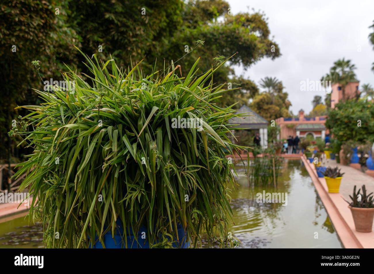 Marrakech, Morocco - February 18, 2025: Vibrant plants in blue pots ...
