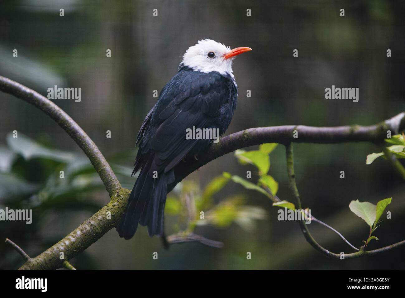 Black bulbul hi-res stock photography and images - Alamy