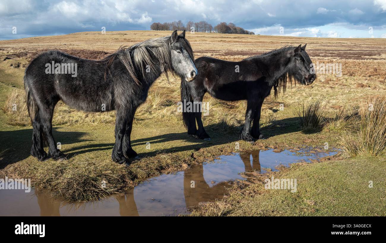Fell ponies lake district hi-res stock photography and images - Alamy
