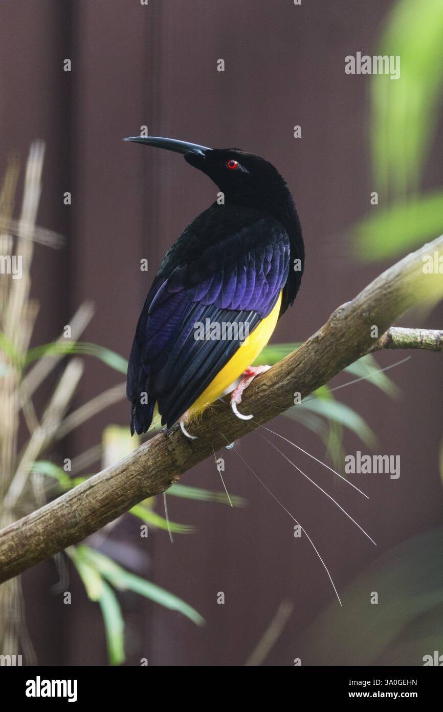 Twelve-wired bird-of-paradise (Seleucidis melanoleucus) adult male ...