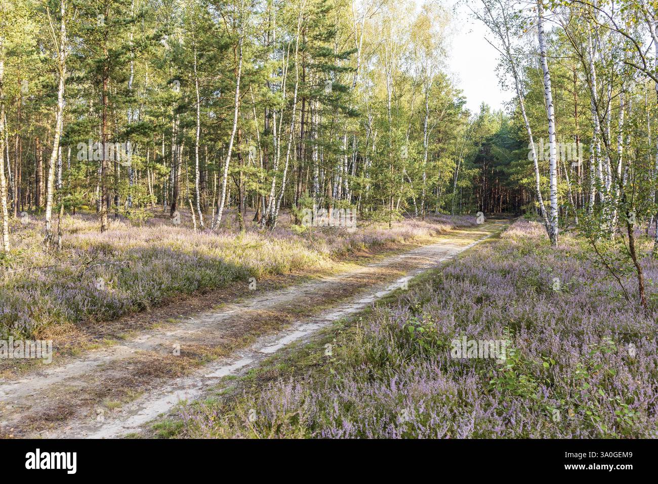 Path through the forest with broom heather (Calluna vulgaris) in bloom ...