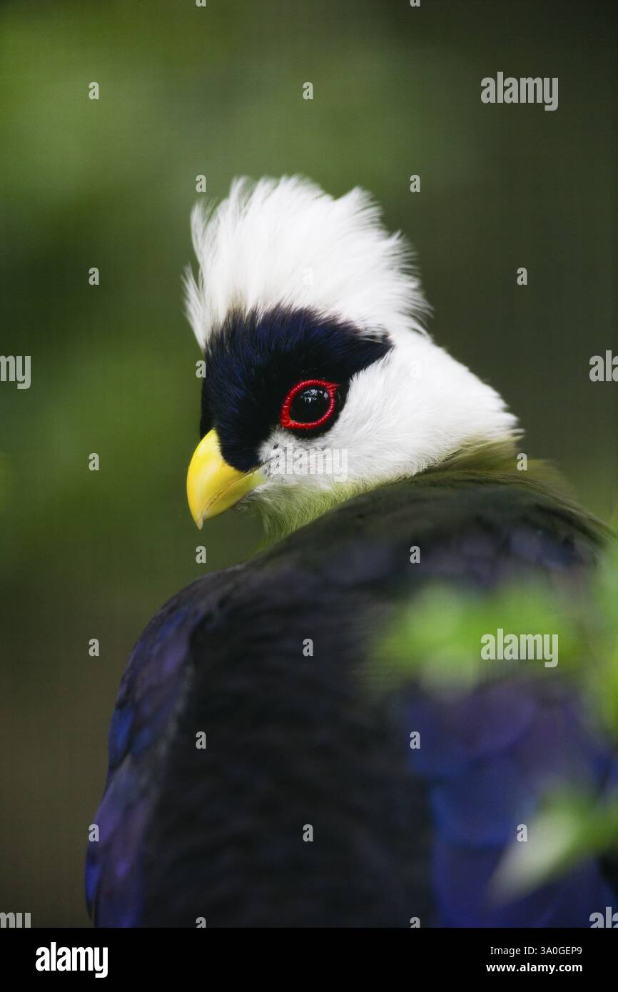 White-crested Turaco (Tauraco leucolophus), portrait of adult bird ...
