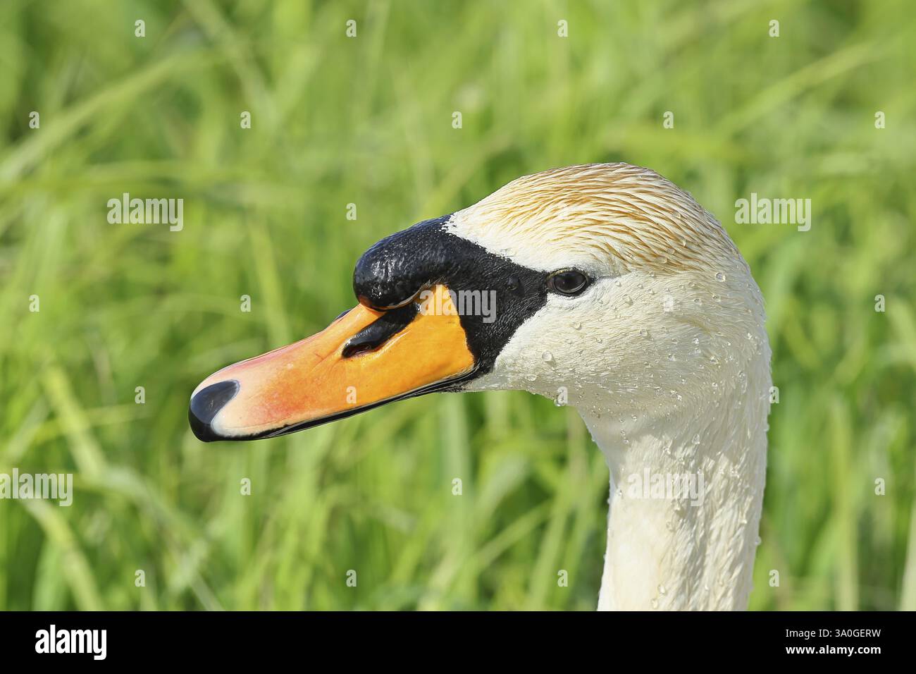 Mute swan (Cygnus olor) adult bird, portrait, animal portrait, wildlife ...