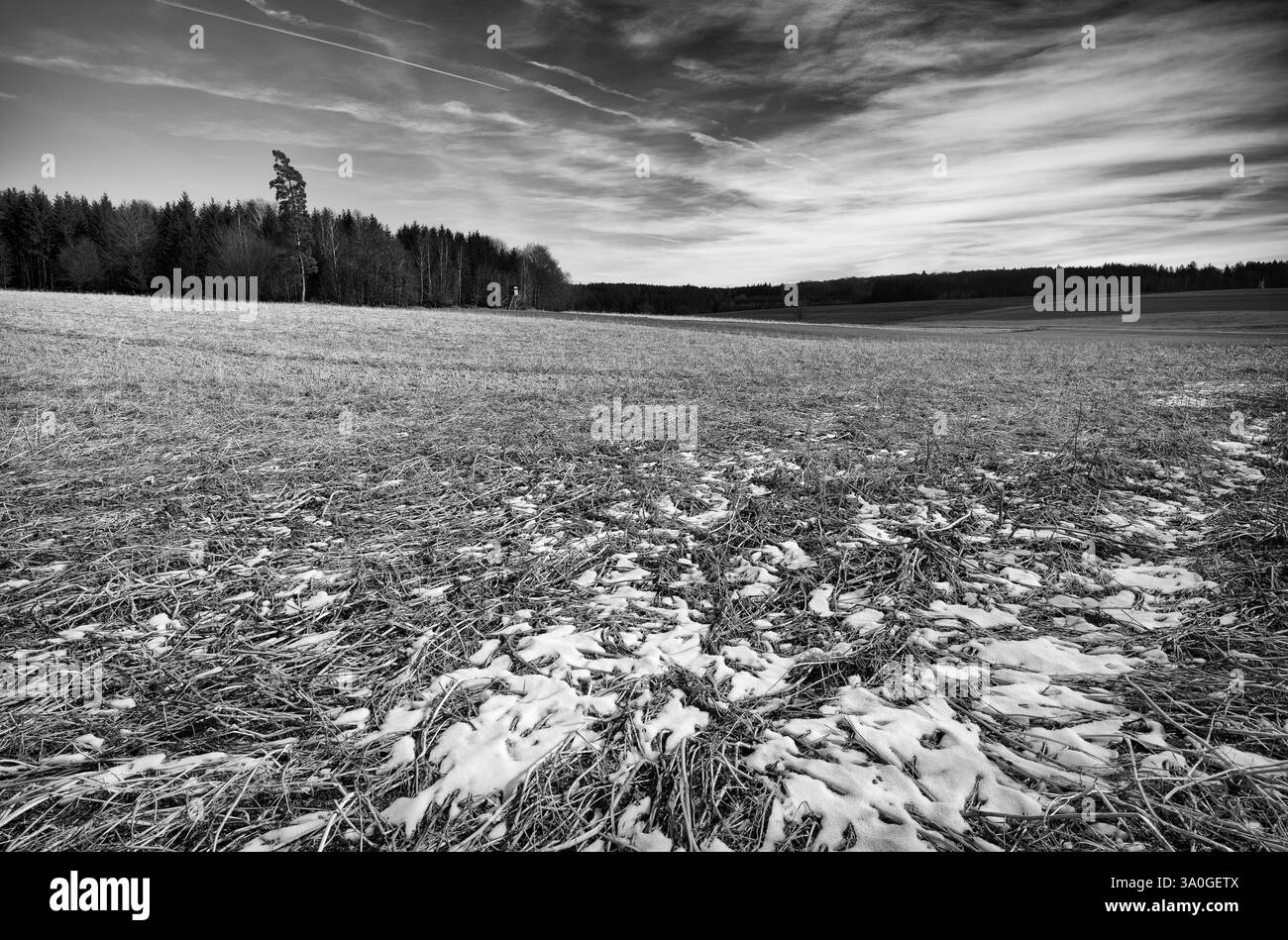 Last snow on field, high stand, black and white, Weiherwiesen nature ...