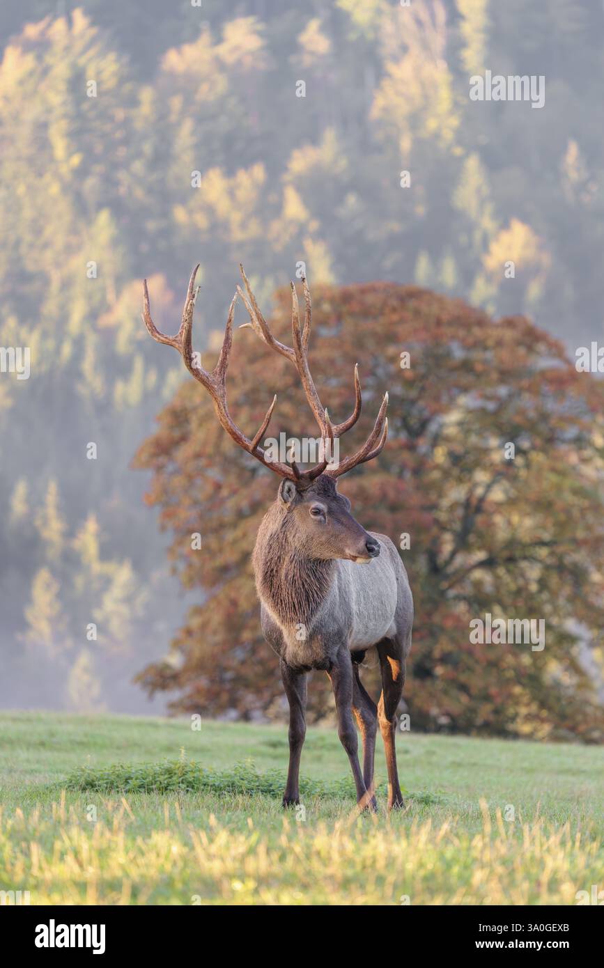 An Altai maral deer or Altai moose (Cervus canadensis sibiricus) stands ...