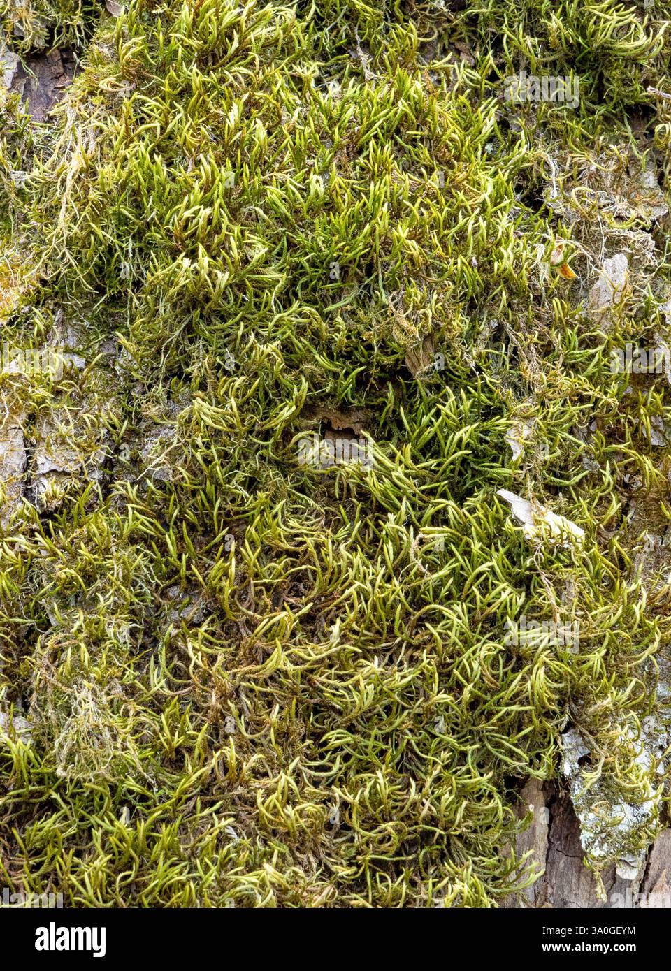 Leucodon sciuroides, Squirrel-tail Moss, stems and branches curved like ...