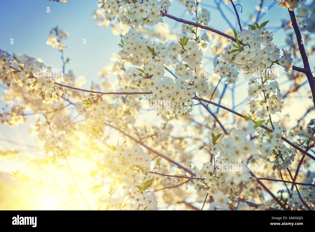 Blossom of cherry tree with white fowers and sun insagram sttile Stock ...