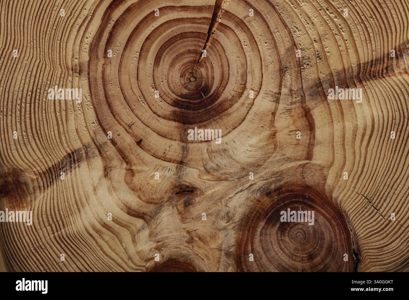 Cracked End Cut Of Pine Tree Trunk Texture Stock Photo - Alamy