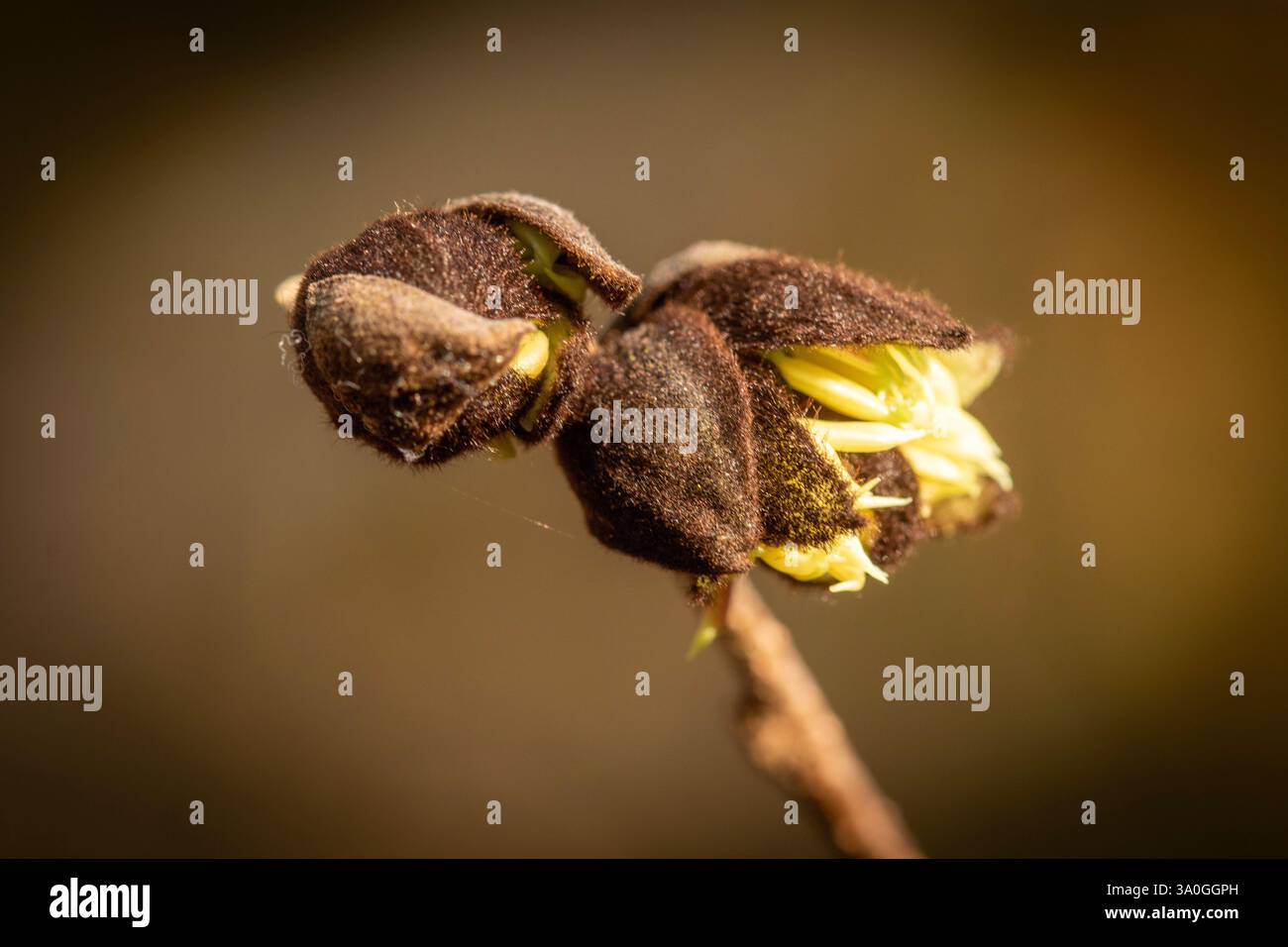 Natural very close up spring catkins of X Sycoparrotia Semidecidua in ...