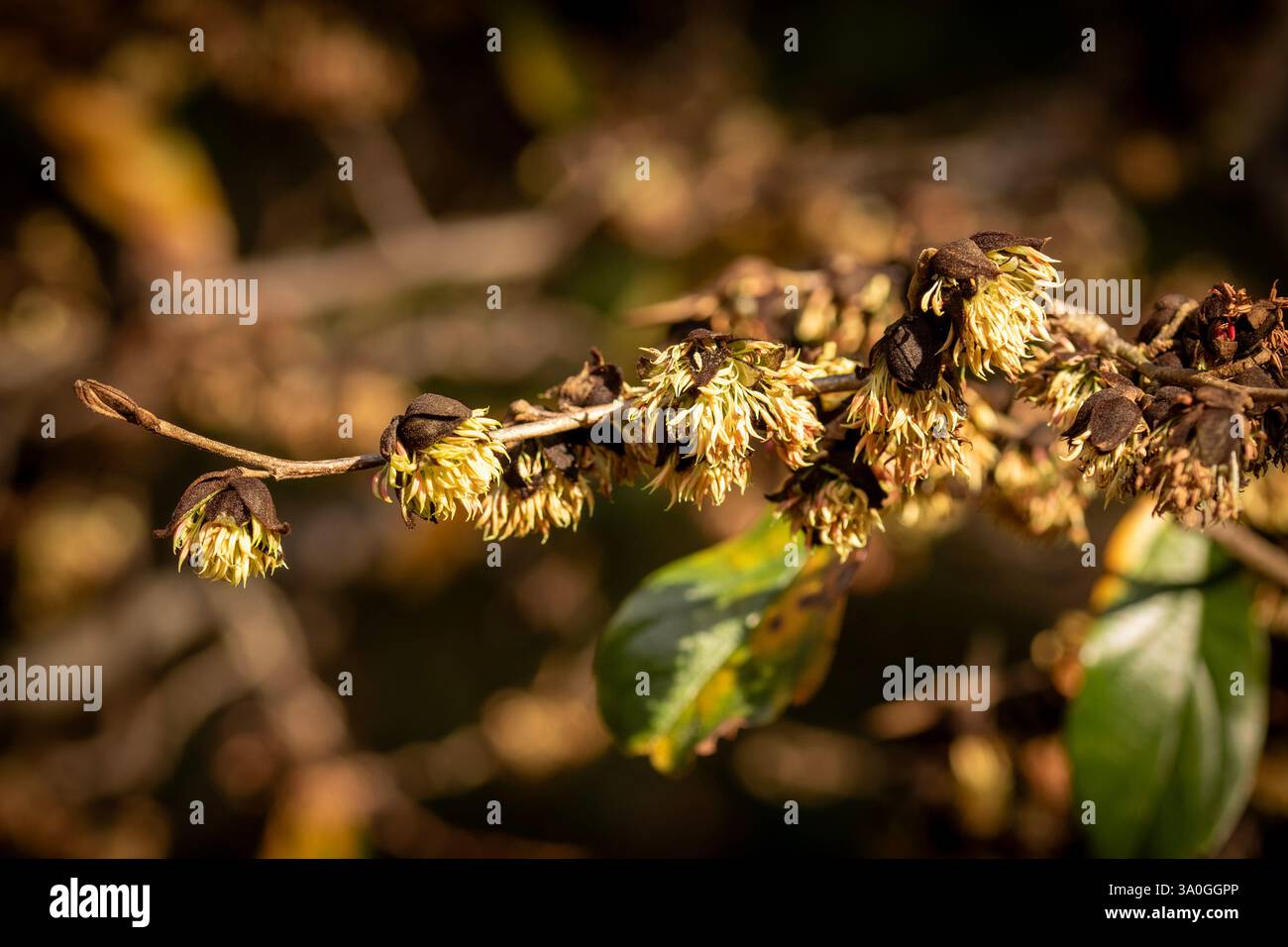 Natural very close up spring catkins of X Sycoparrotia Semidecidua in ...