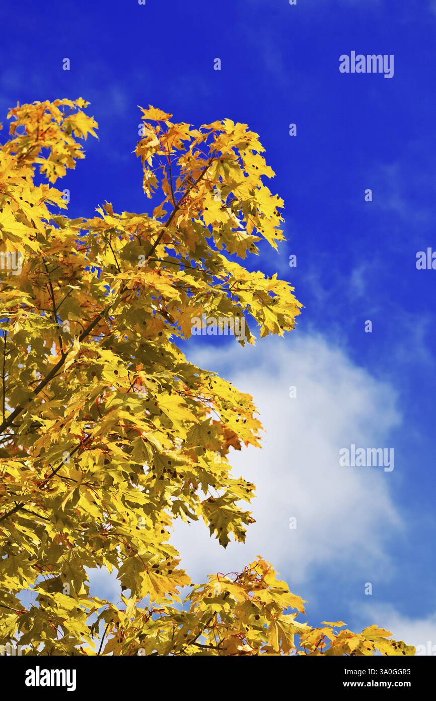 Vibrant autumn colors paint trees hi-res stock photography and images ...