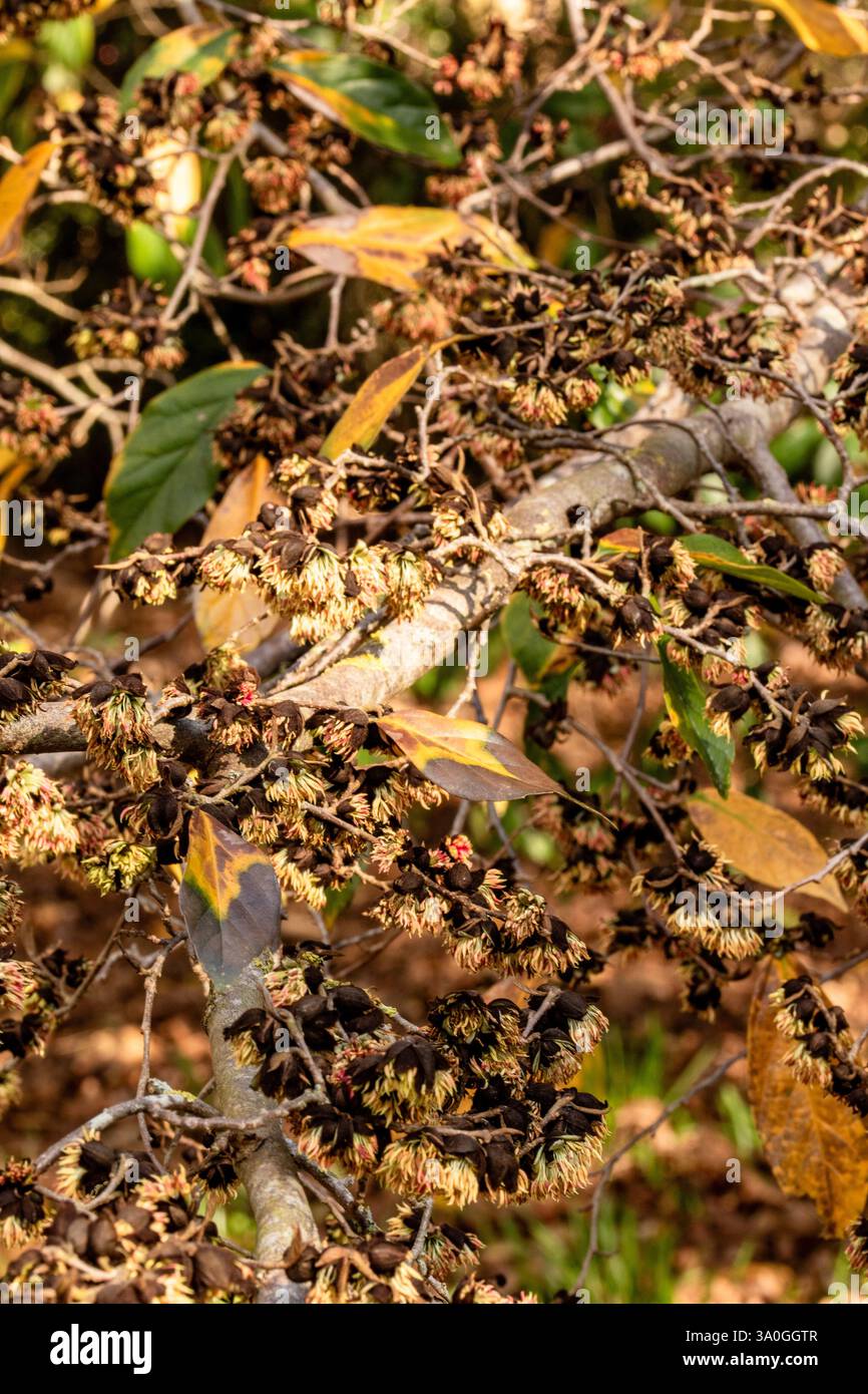 Natural very close up spring catkins of X Sycoparrotia Semidecidua in ...
