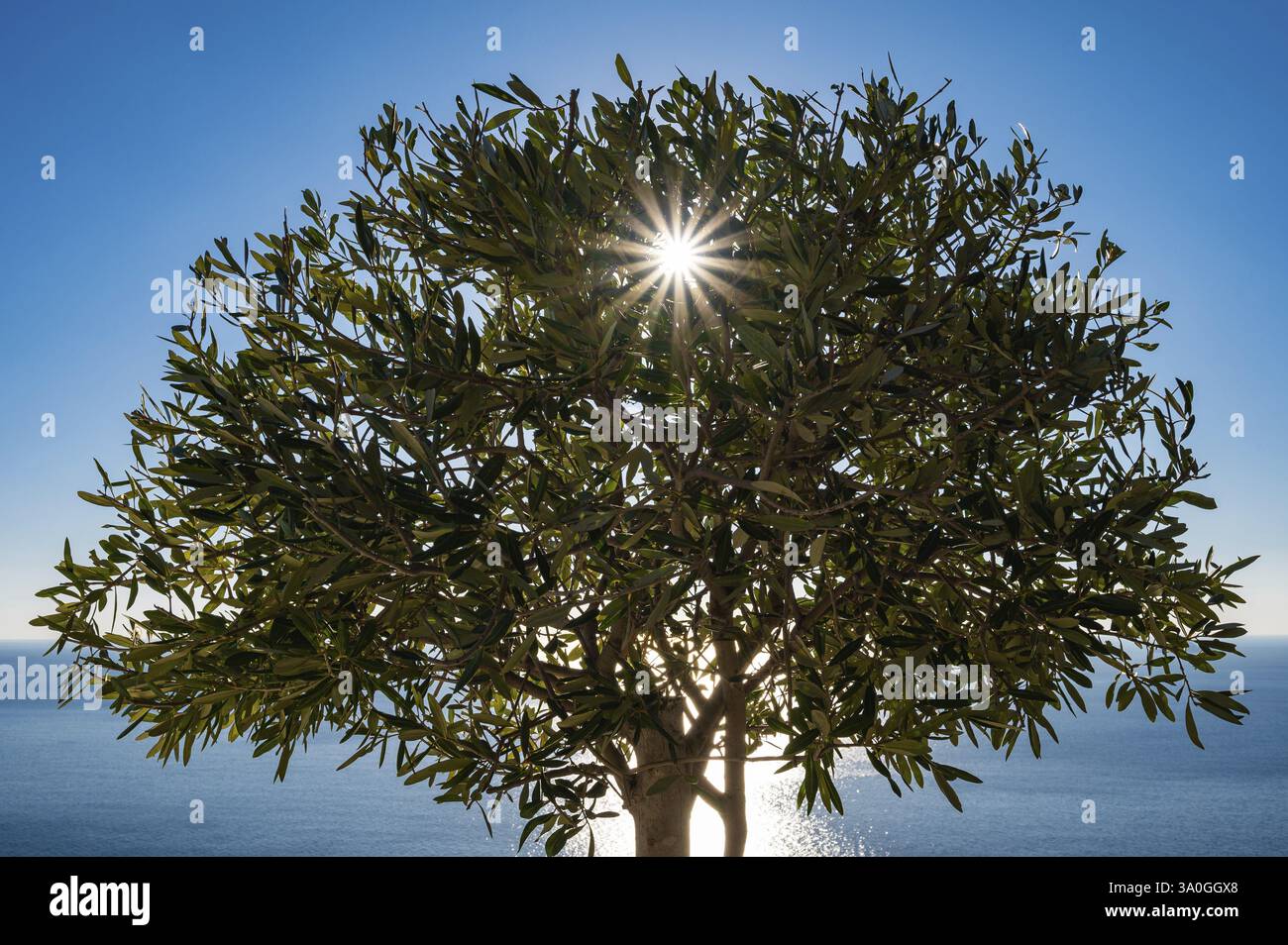 Sun rays passing through the leaves of a small tree, with the ocean in ...