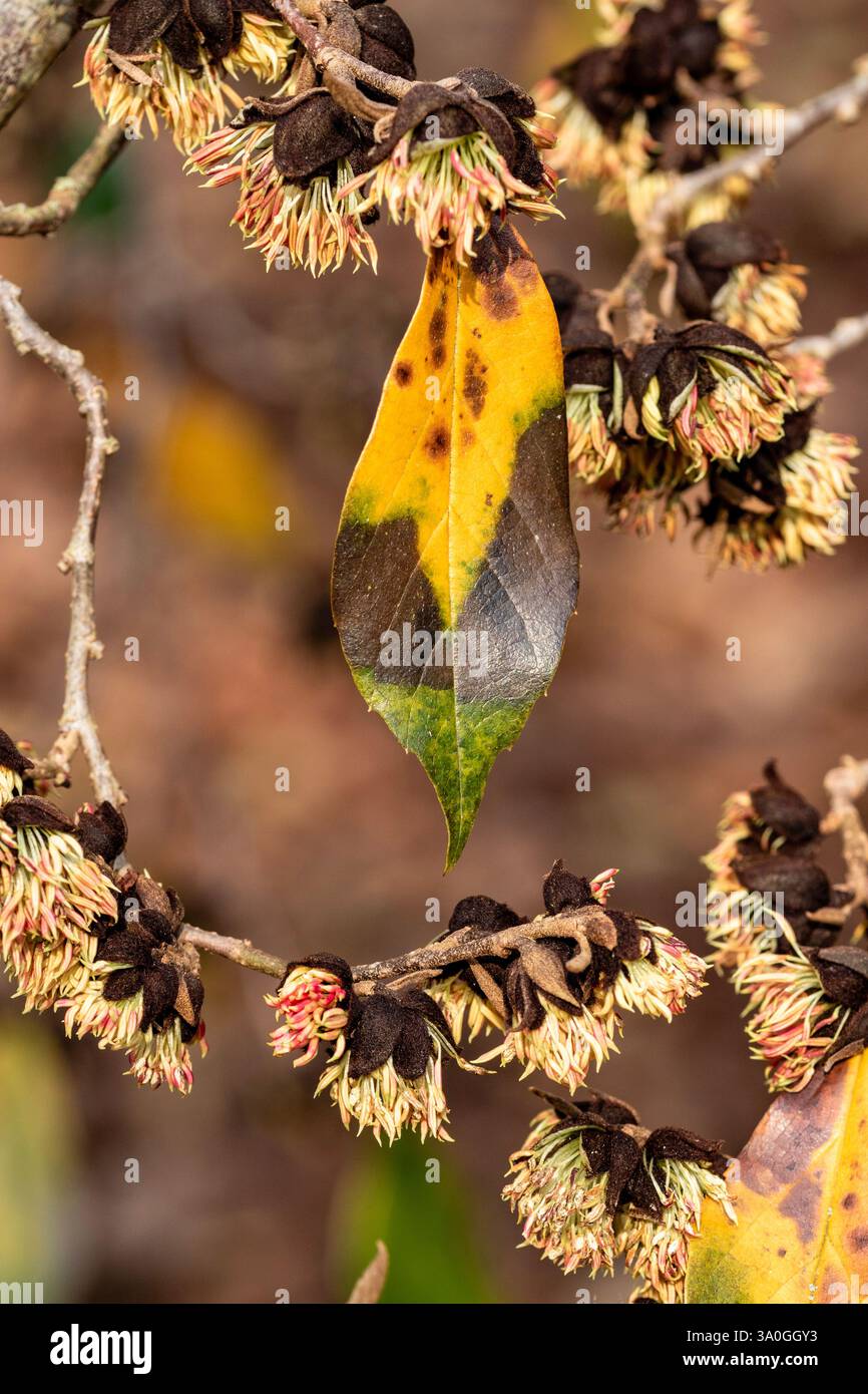 Natural very close up spring catkins of X Sycoparrotia Semidecidua in ...