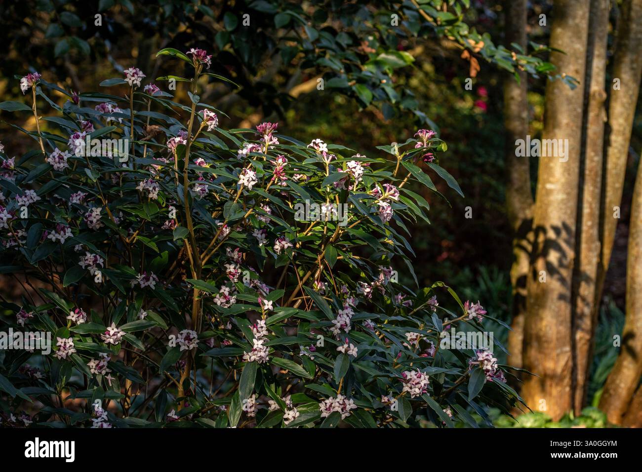 Natural close up flowering plant portrait of the fragrant Daphne ...