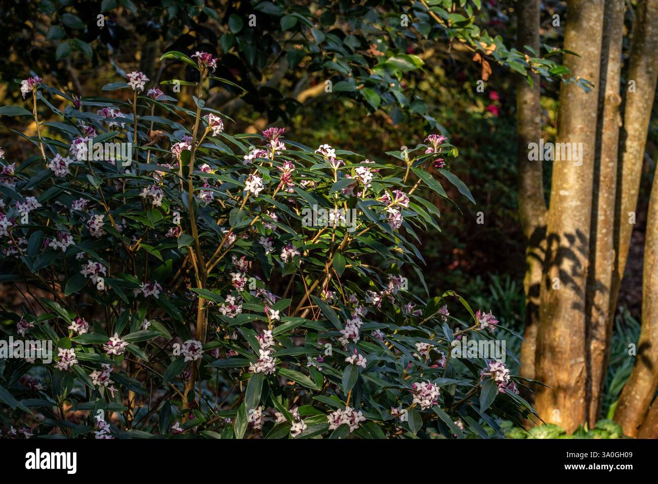 Natural close up flowering plant portrait of the fragrant Daphne ...