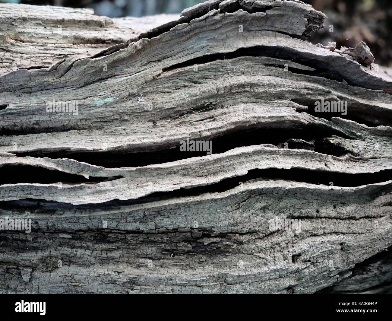Dead debarked tree trunk with a porous wood structure. The decomposition process of the debarked ...