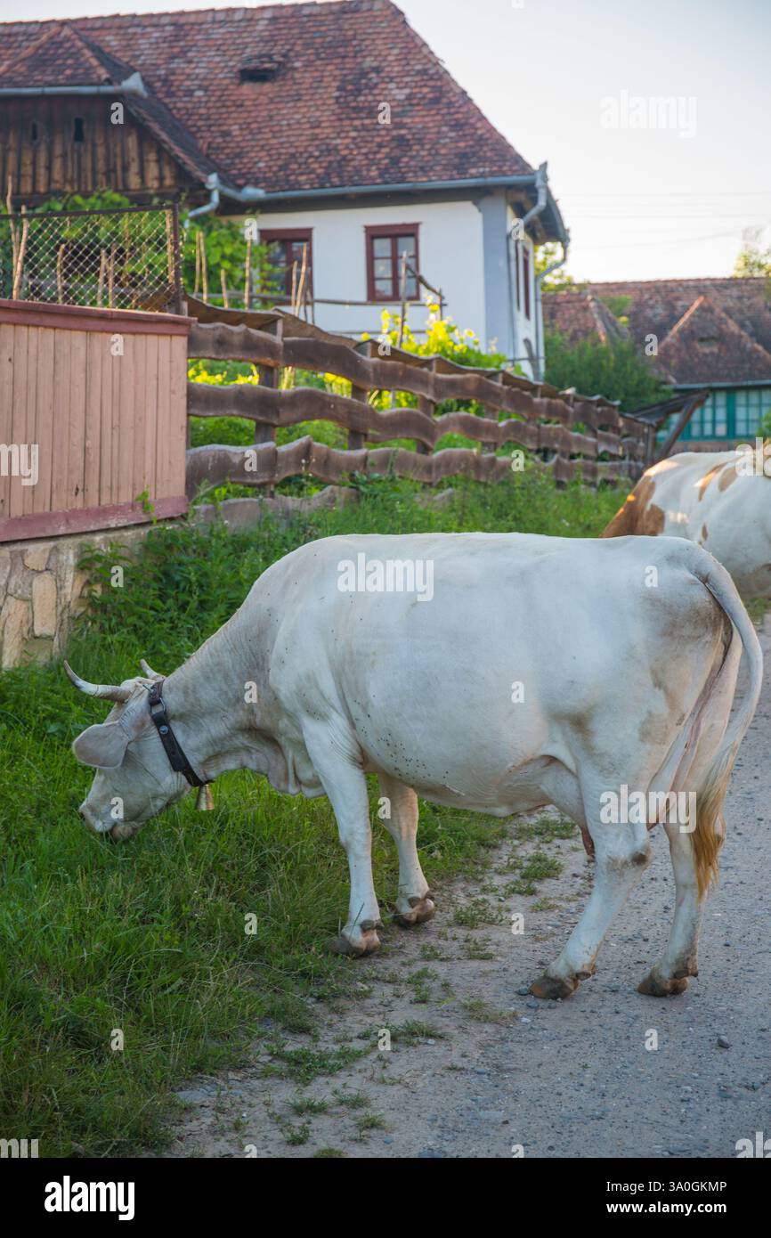 White cow eating grass near wooden fence and traditional house in rural ...