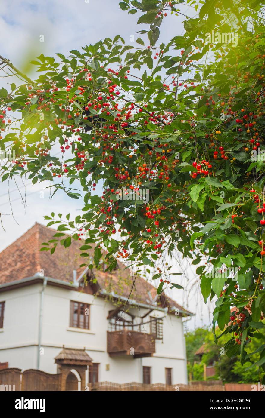 A charming house with a lush cherry tree filled with ripe red fruit ...