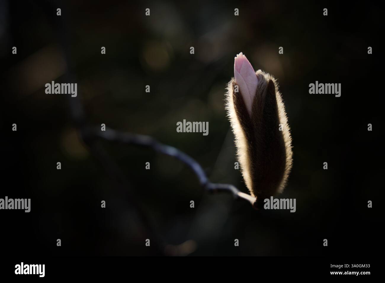Magnolia flowers bloom in Shanghai, China, 1 March, 2025 Stock Photo ...