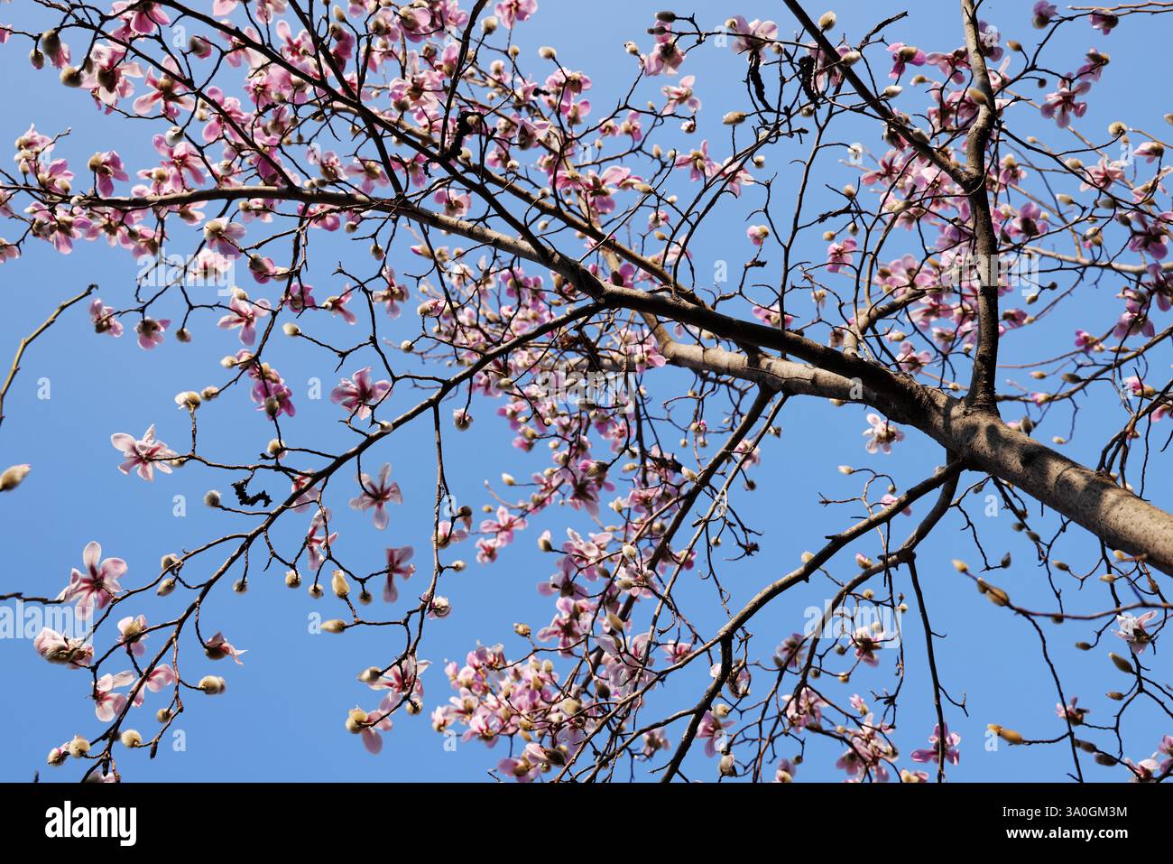 Magnolia flowers bloom in Shanghai, China, 1 March, 2025 Stock Photo ...