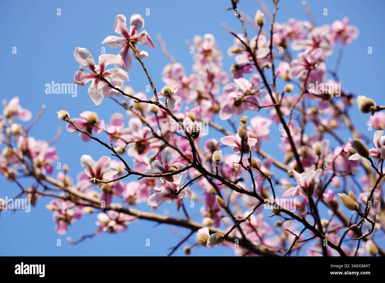 Magnolia flowers bloom in Shanghai, China, 1 March, 2025 Stock Photo ...