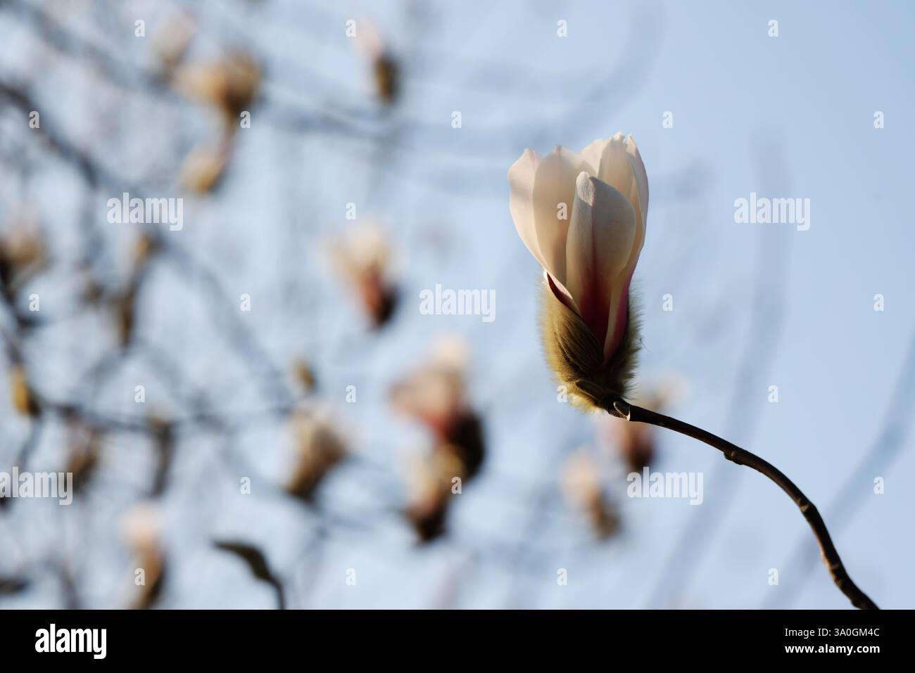 Magnolia flowers bloom in Shanghai, China, 1 March, 2025 Stock Photo ...