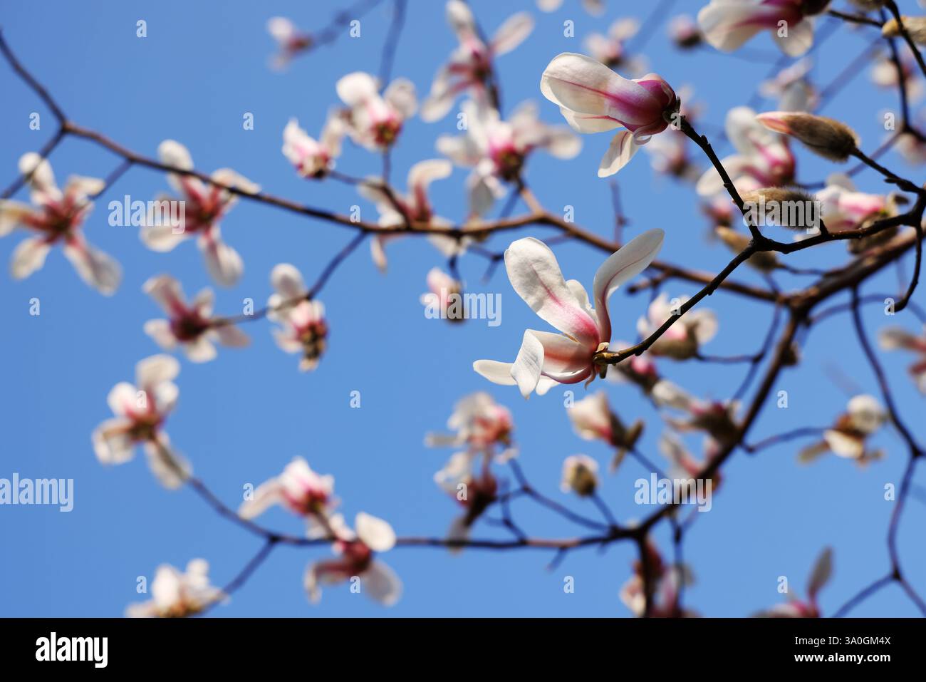 Magnolia flowers bloom in Shanghai, China, 1 March, 2025 Stock Photo ...
