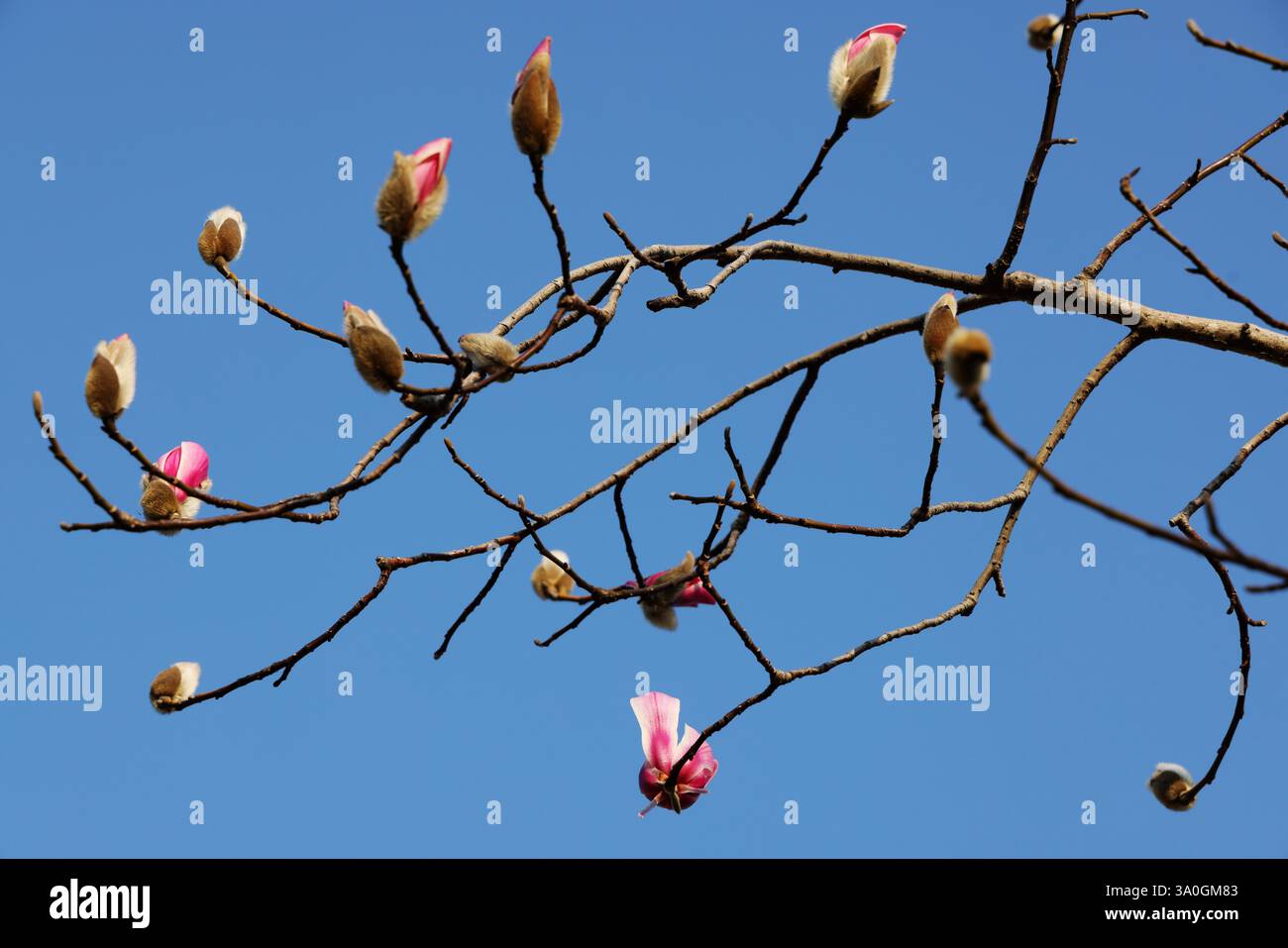 Magnolia flowers bloom in Shanghai, China, 1 March, 2025 Stock Photo ...