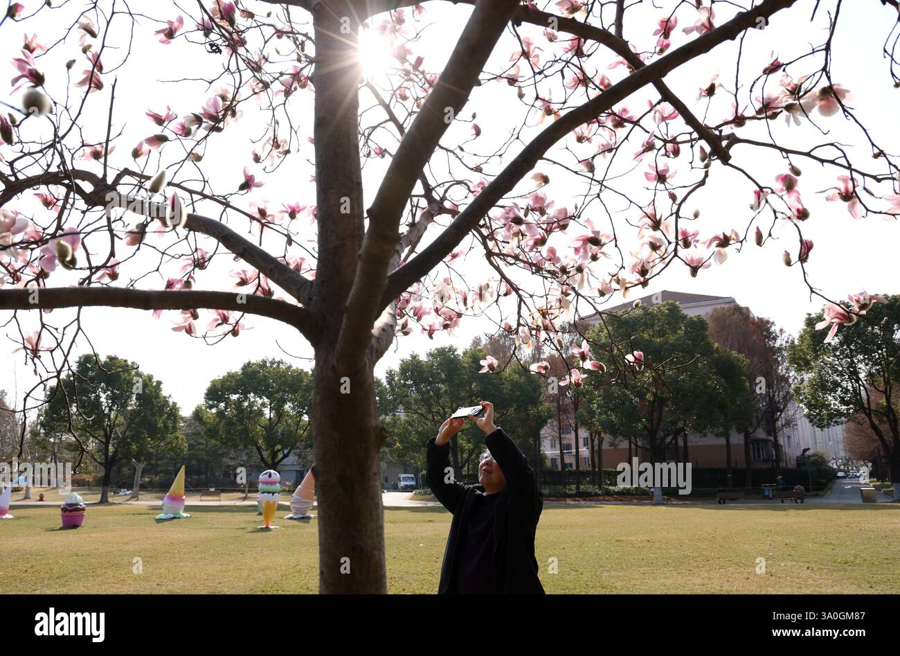Magnolia flowers bloom in Shanghai, China, 1 March, 2025 Stock Photo ...