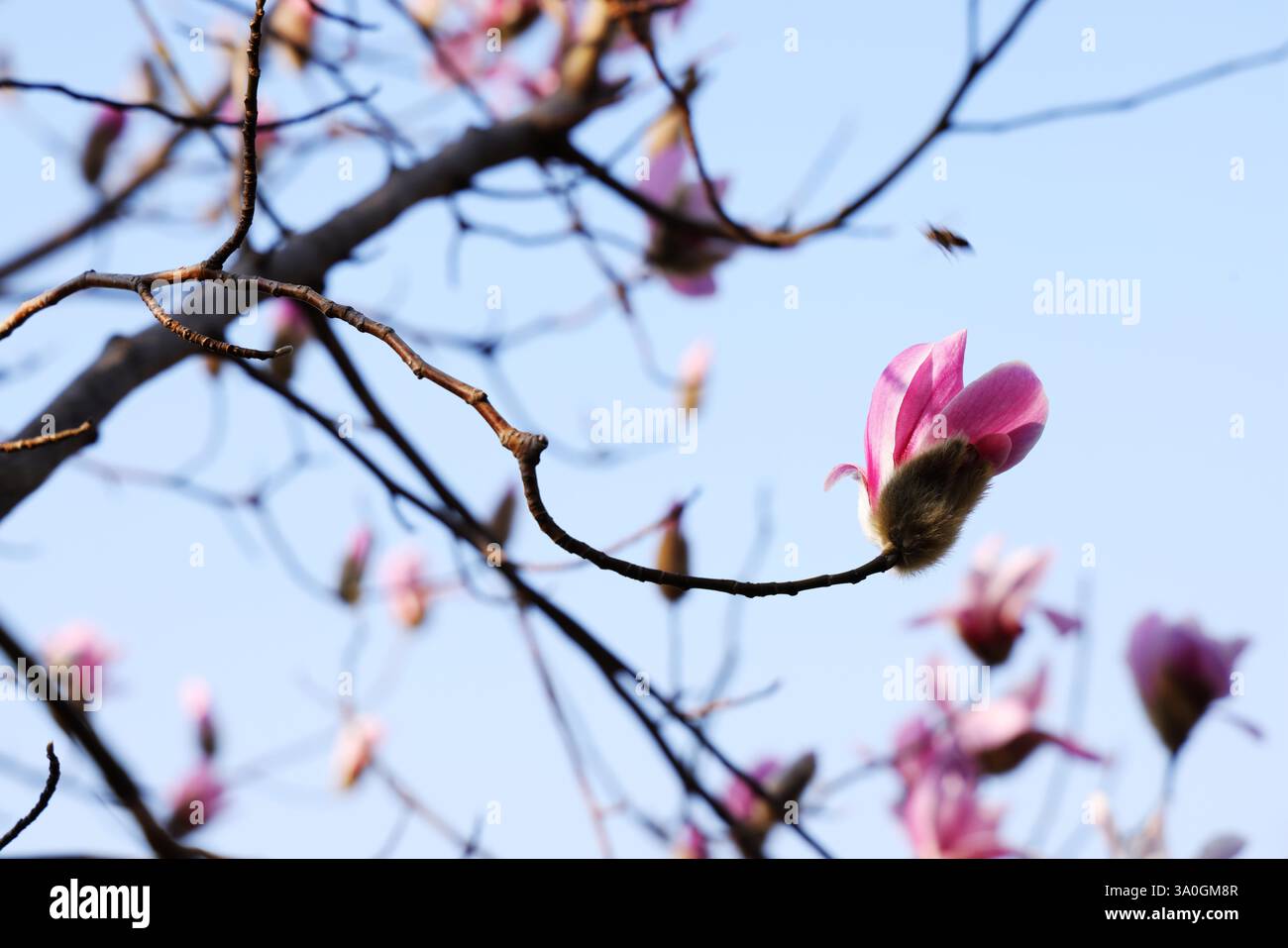 Magnolia flowers bloom in Shanghai, China, 1 March, 2025 Stock Photo ...