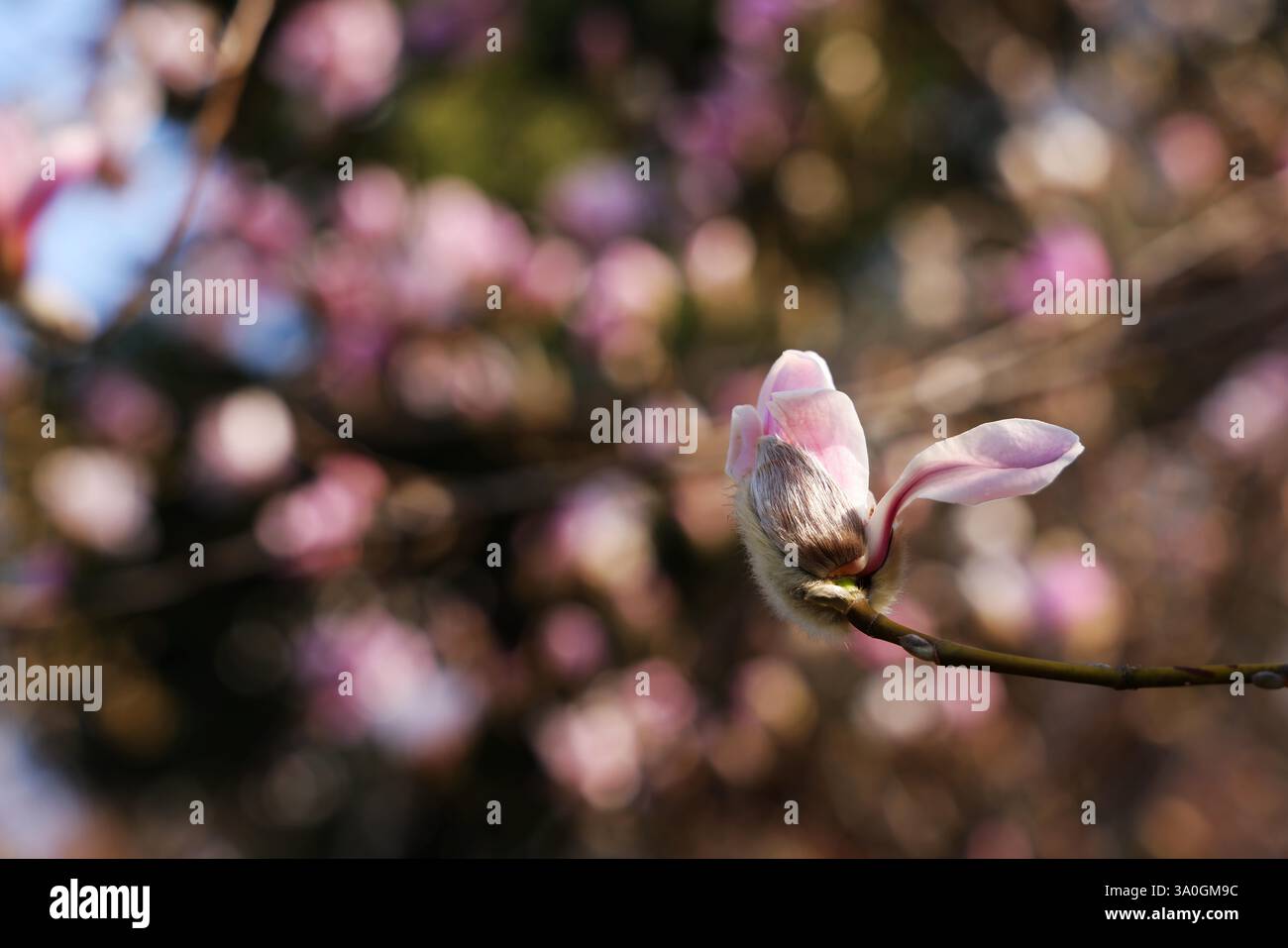 Magnolia flowers bloom in Shanghai, China, 1 March, 2025 Stock Photo ...