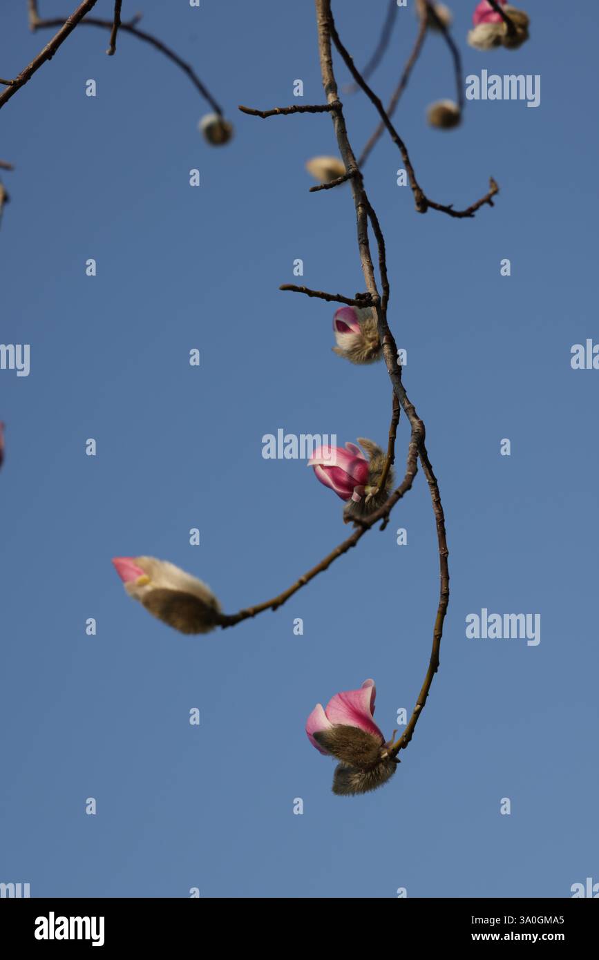 Magnolia flowers bloom in Shanghai, China, 1 March, 2025 Stock Photo ...