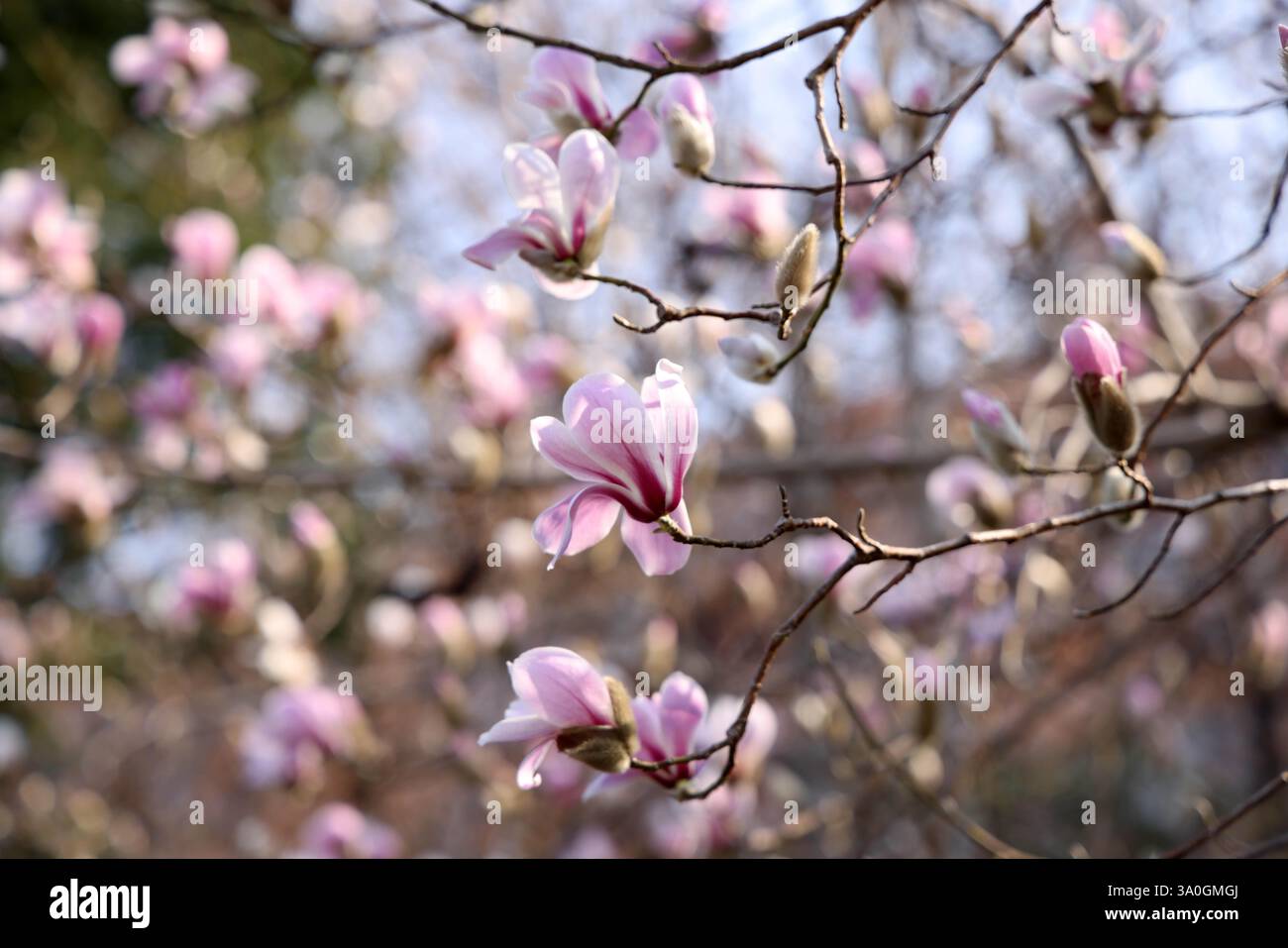 Magnolia flowers bloom in Shanghai, China, 1 March, 2025 Stock Photo ...