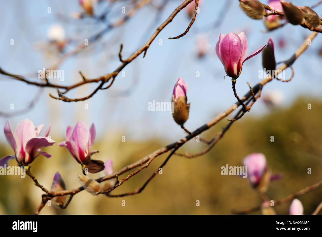 Magnolia flowers bloom in Shanghai, China, 1 March, 2025 Stock Photo ...