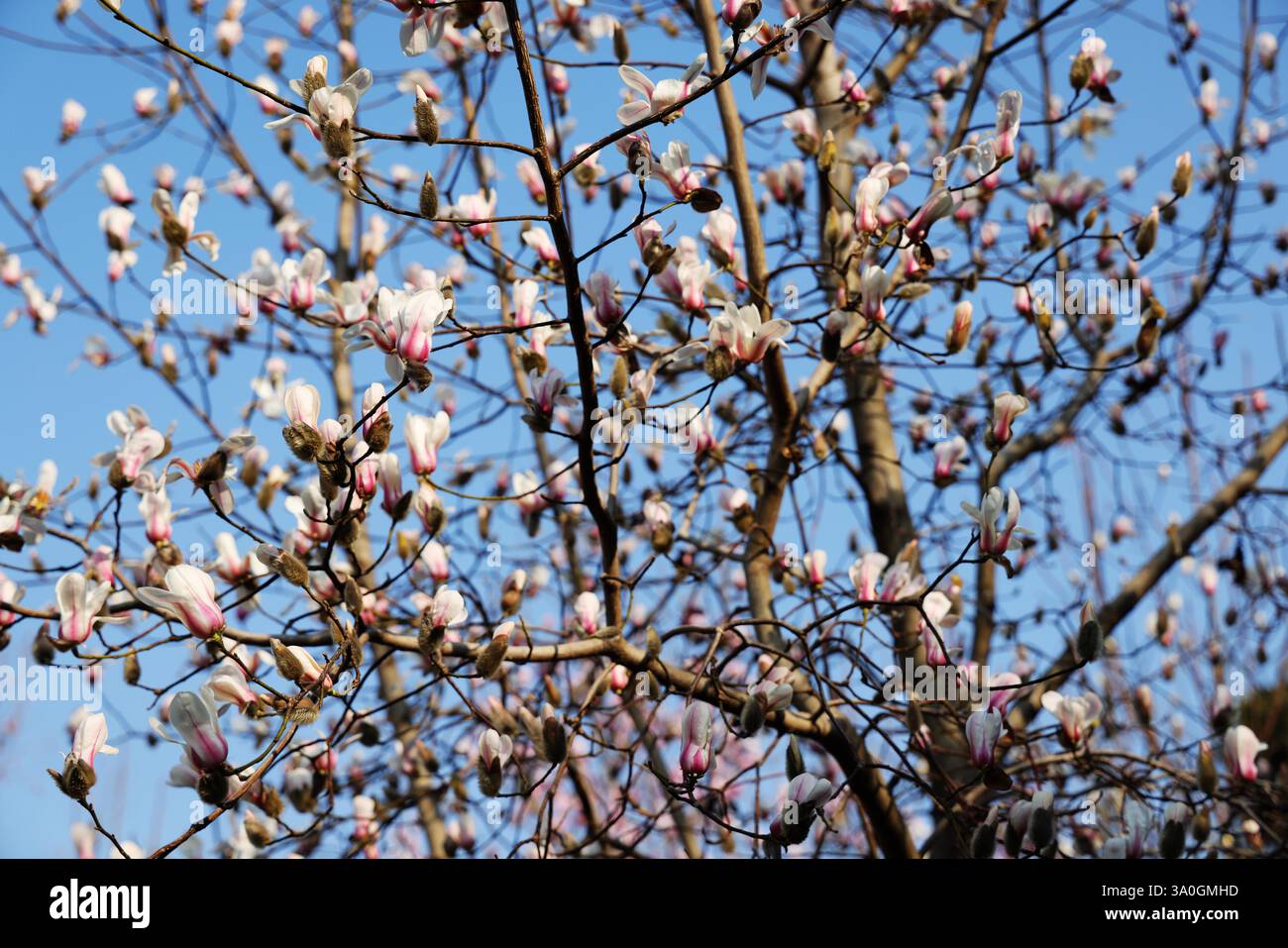 Magnolia flowers bloom in Shanghai, China, 1 March, 2025 Stock Photo ...