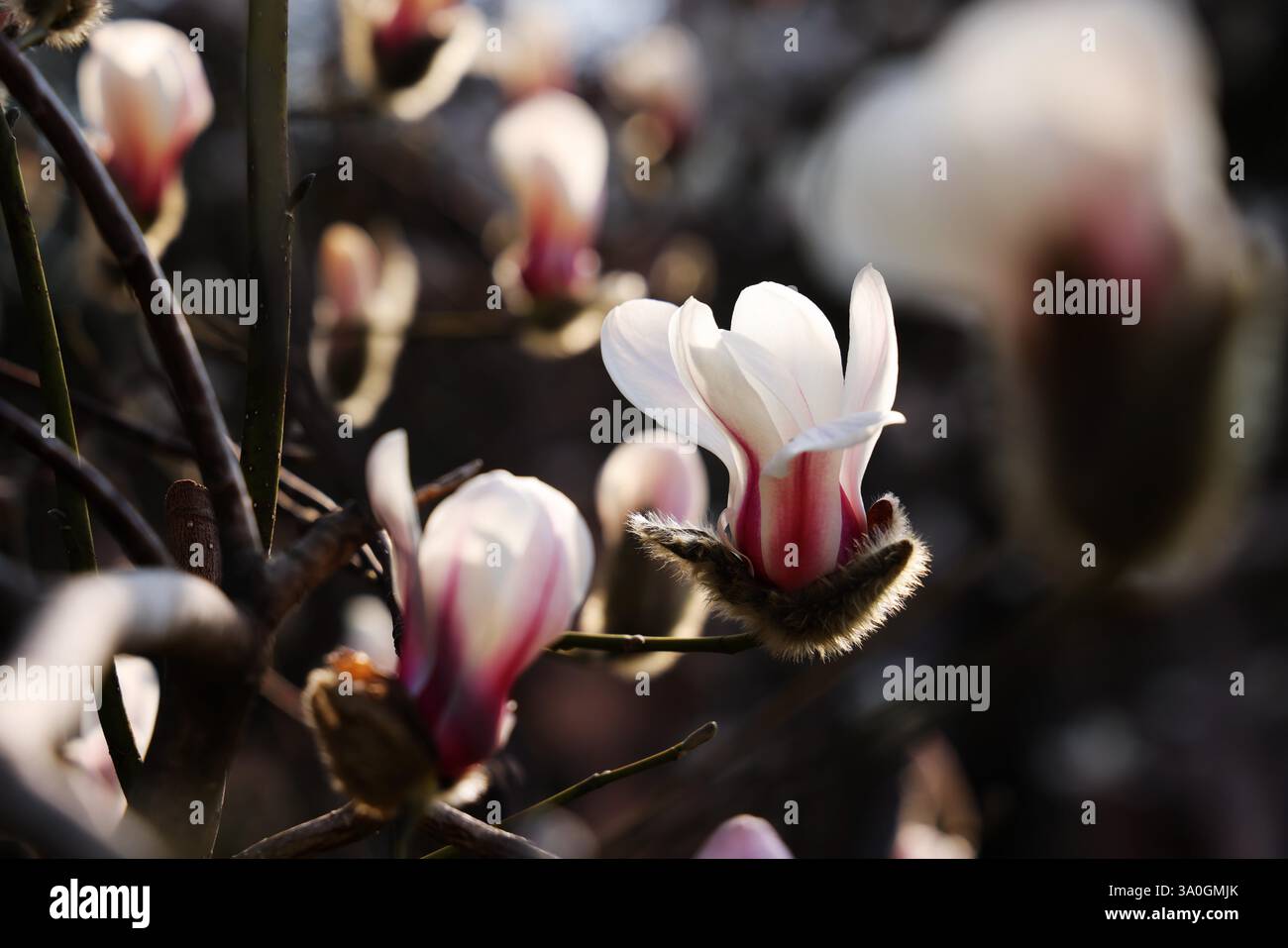 Magnolia flowers bloom in Shanghai, China, 1 March, 2025 Stock Photo ...