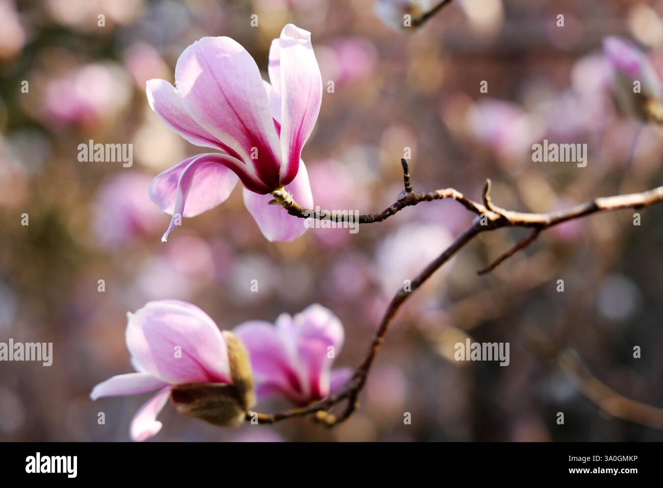 Magnolia flowers bloom in Shanghai, China, 1 March, 2025 Stock Photo ...