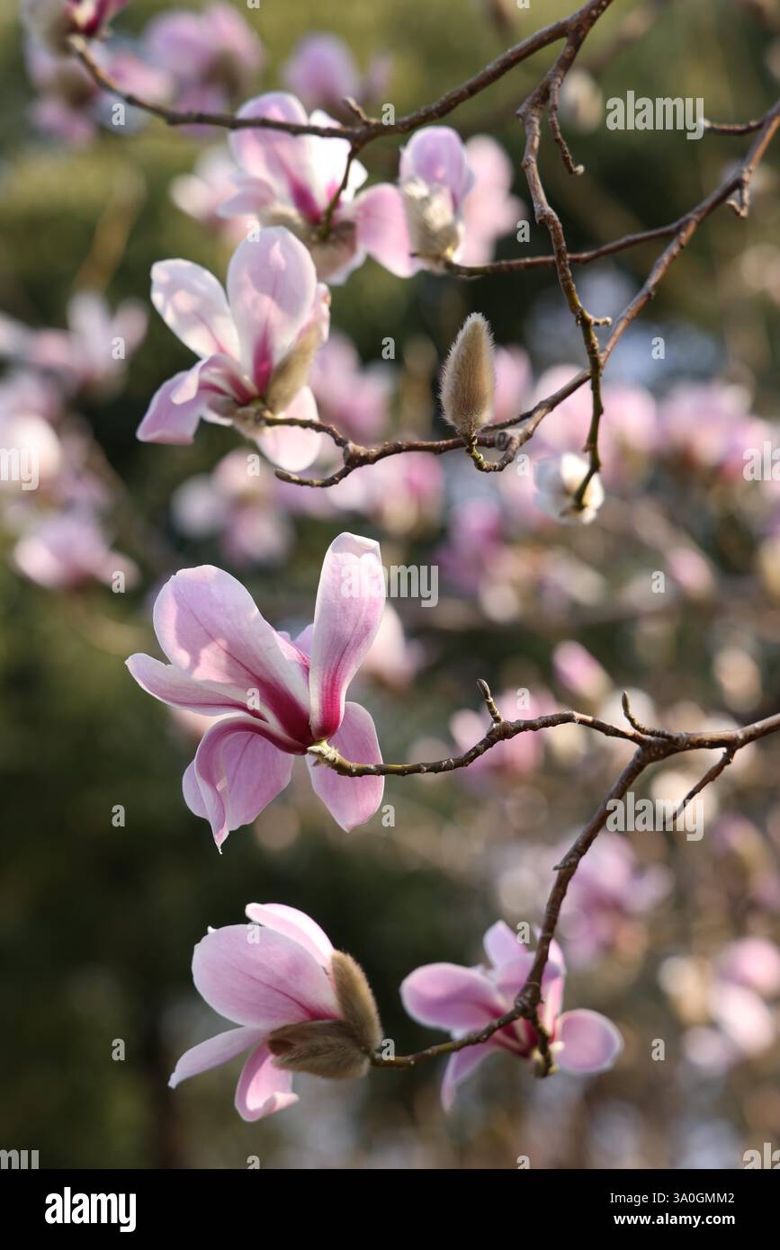 Magnolia flowers bloom in Shanghai, China, 1 March, 2025 Stock Photo ...
