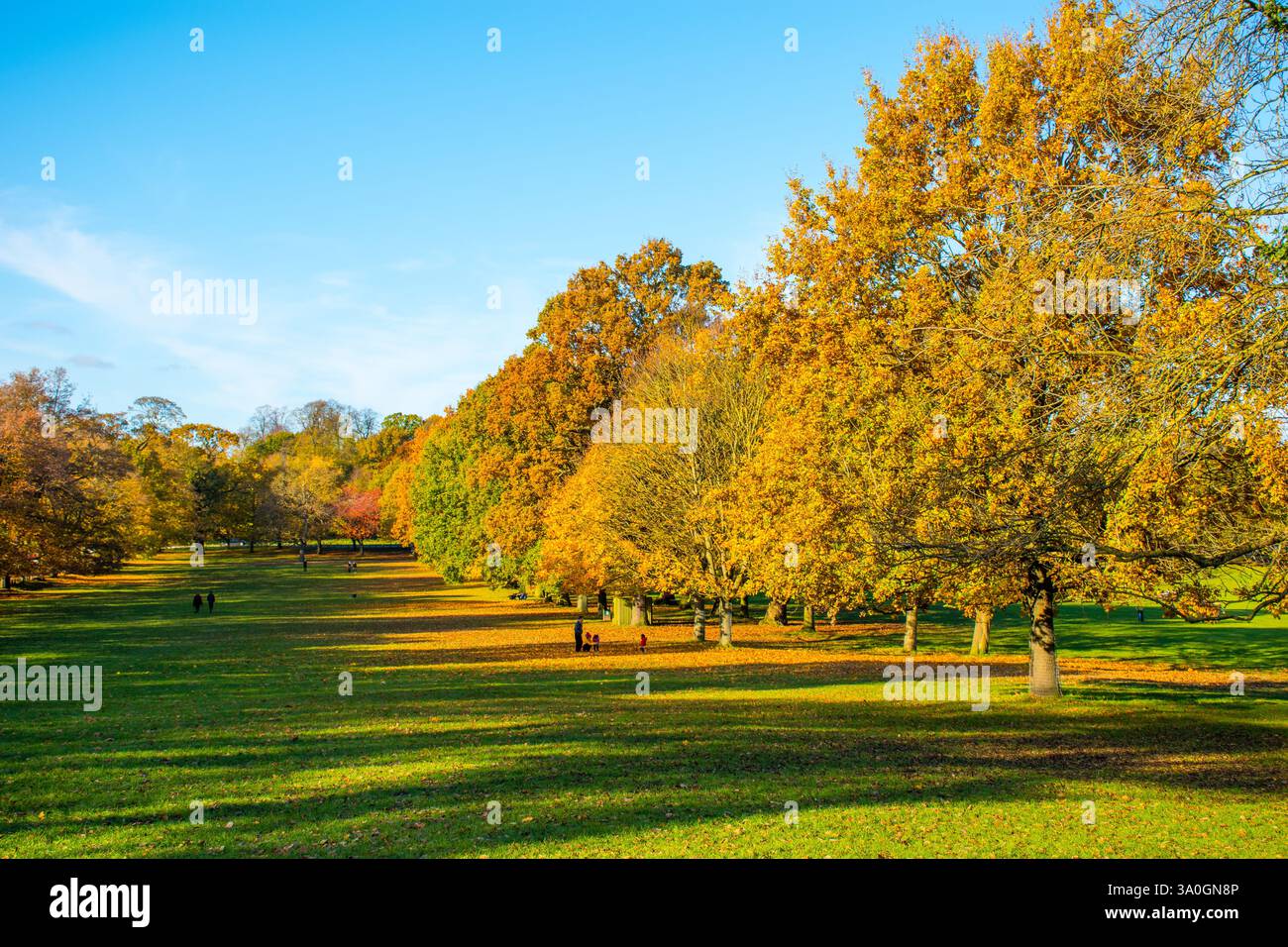 Exploring the woodlands at Wollaton Country and Deer Park in Nottingham ...