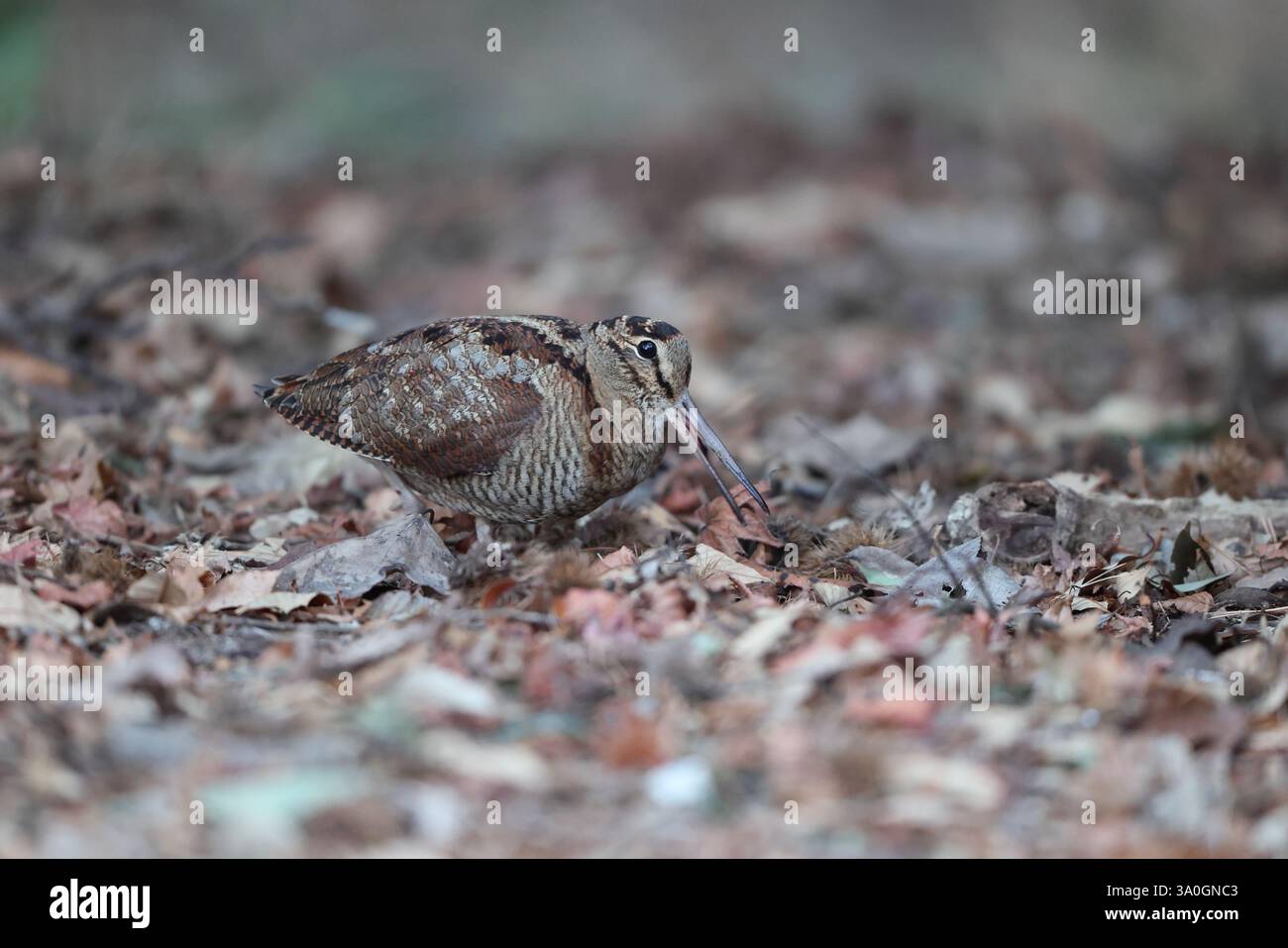 Eurasian woodcock (Scolopax rusticola) is a medium-small wading bird ...